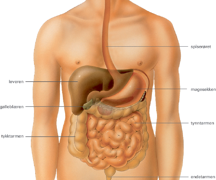 mage tarm kanalen :: ninfo
